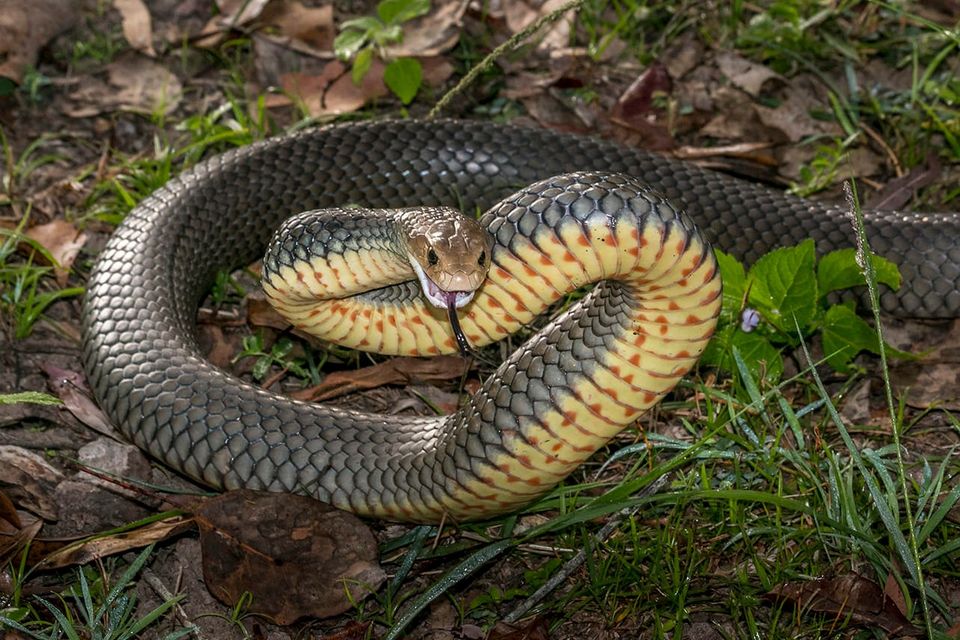 Suspected Snake Bite In Airlie - Mackay Whitsunday LIfe