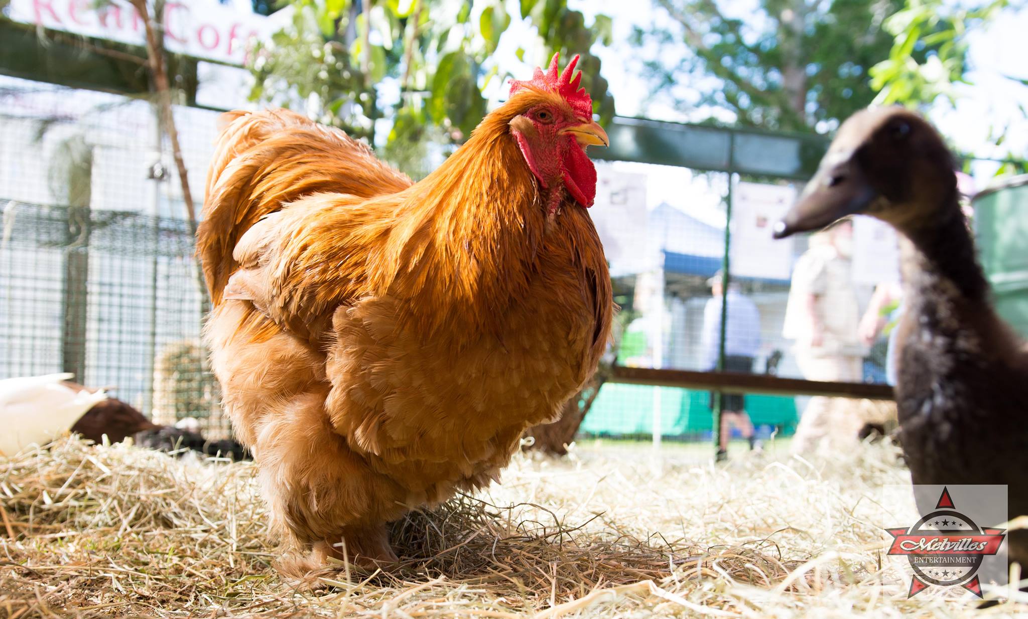 Snuggles And Fun At The Baby Animal Farm - Mackay Whitsunday LIfe