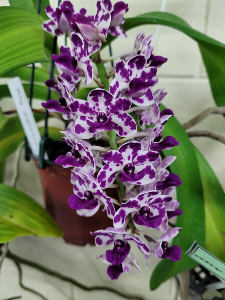 Orchids On Show - Mackay Whitsunday LIfe