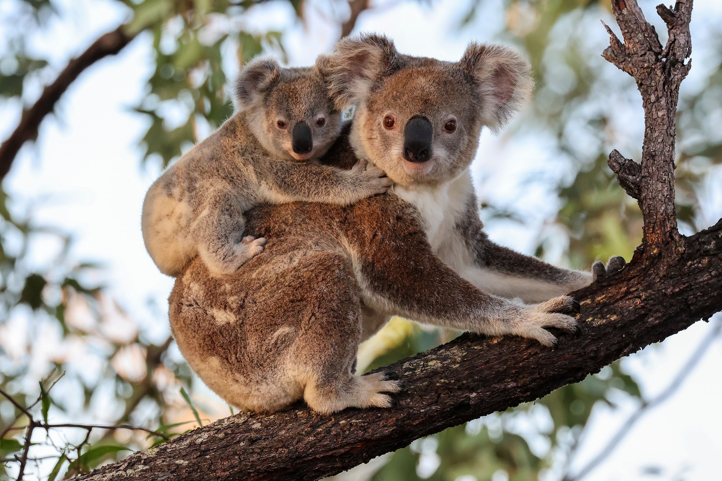 Koala Conservation Receives $3.5 Million For Habitat Preservation ...