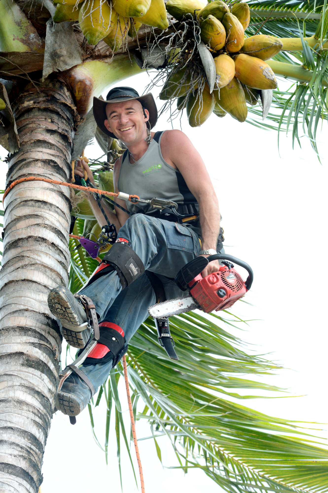 To Lop Or Not To Tree Lop? - Mackay Whitsunday LIfe