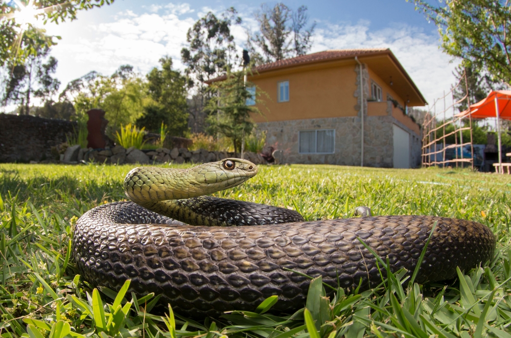 Snakes On The Move In Region - Mackay Whitsunday LIfe