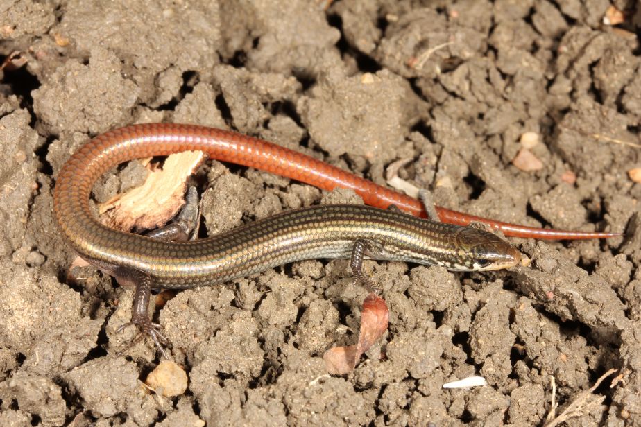 Rare Skink Found In North Queensland After More Than 40 Years - Mackay ...