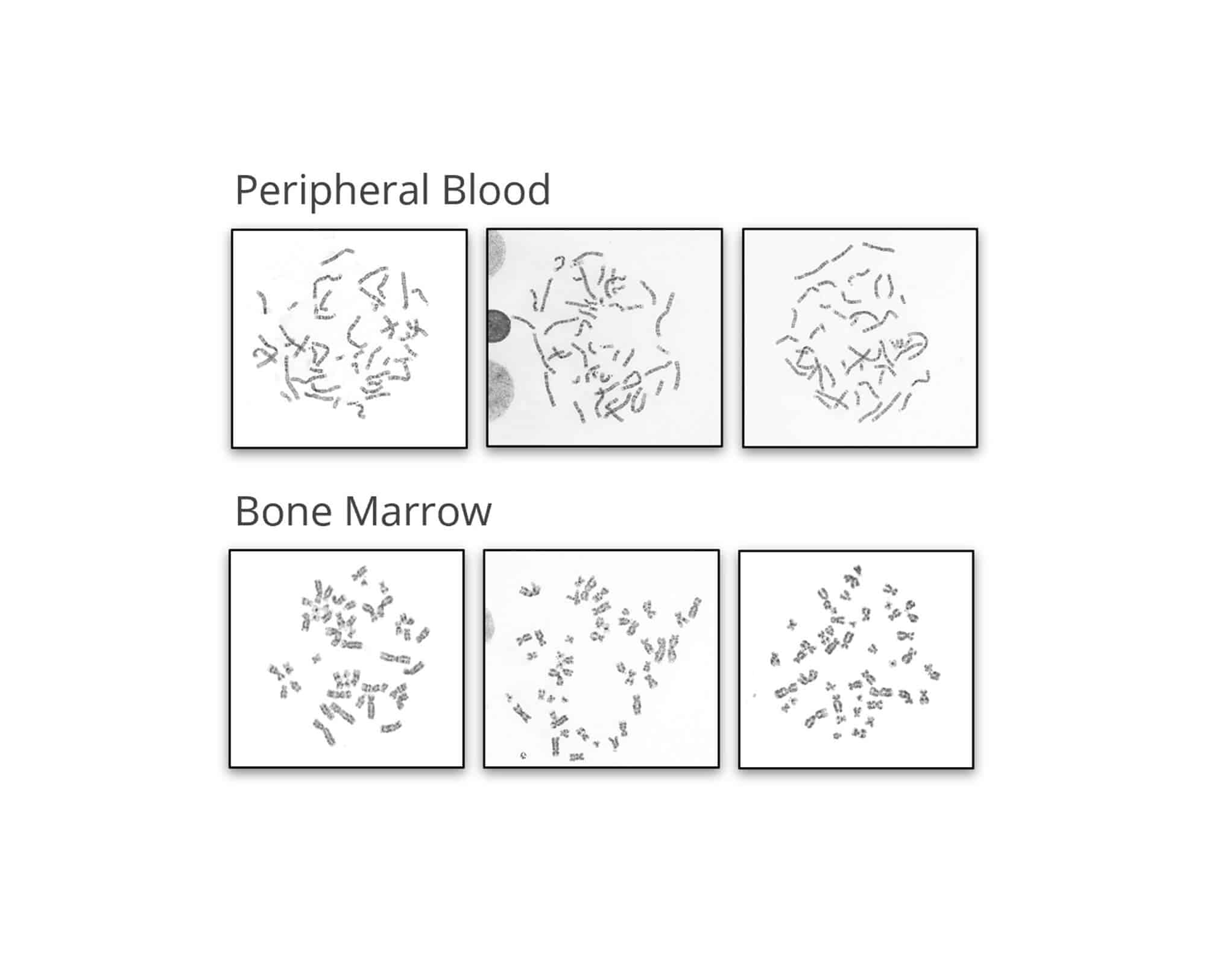 Karyotyping - BioDot