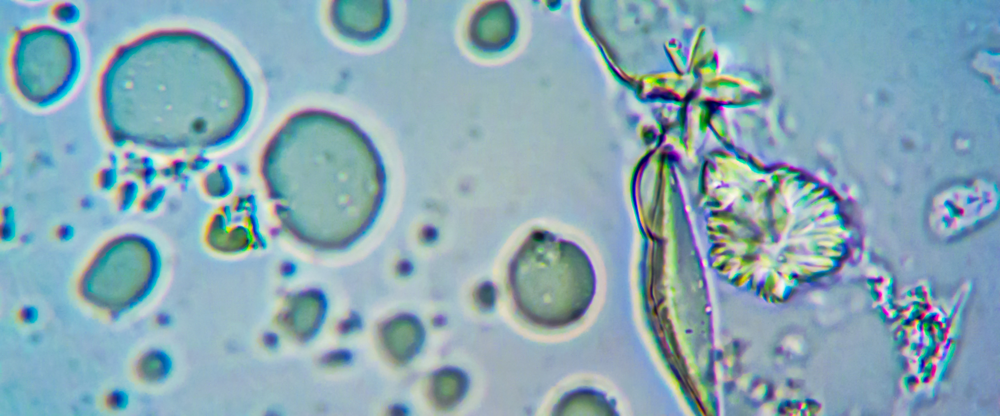 Cell Dispensing / Cell Printing - BioDot