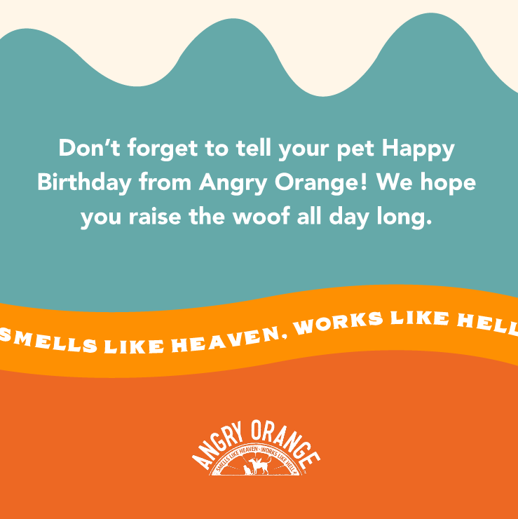 5 Amazing Birthday Email Examples | The Email Marketers