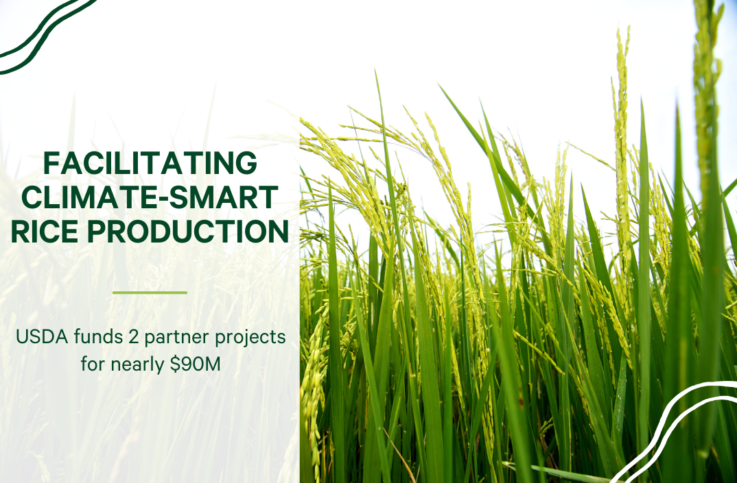 Regrow Facilitates Regenerative Rice Production through USDA-Funded ...