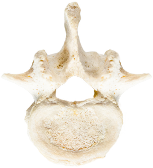 Real Human Bones for Sale | JonsBones