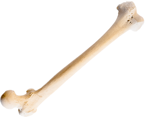 Introducing The Bone Museum | JonsBones: Osteology Education
