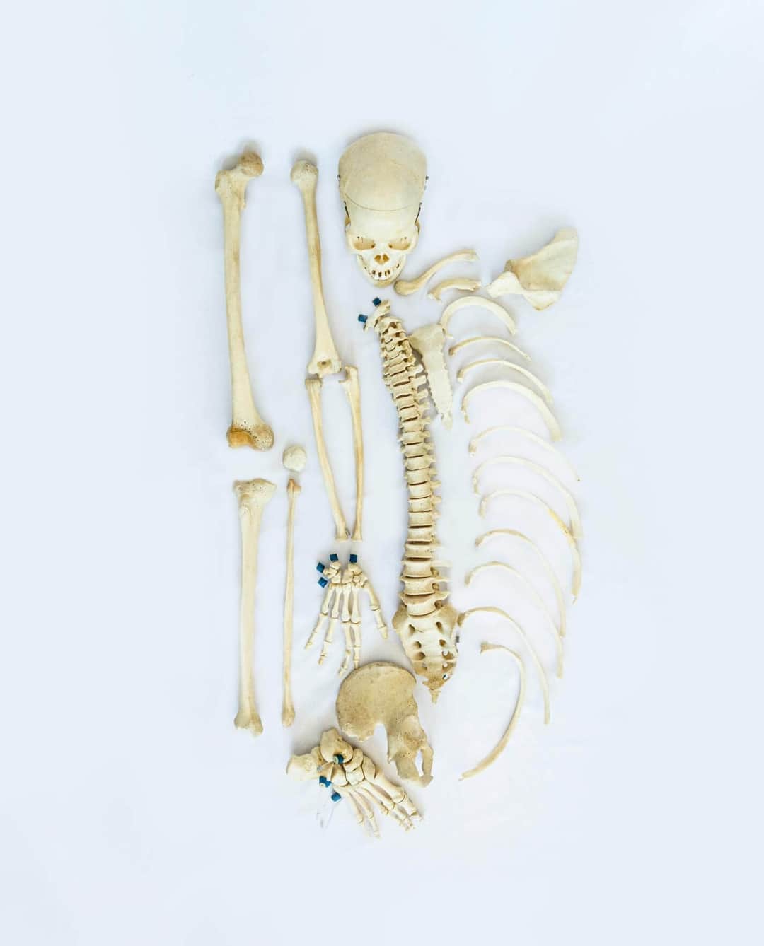 Real Human Bones for Sale | JonsBones