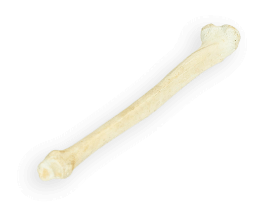 Real Human Bones for Sale | JonsBones