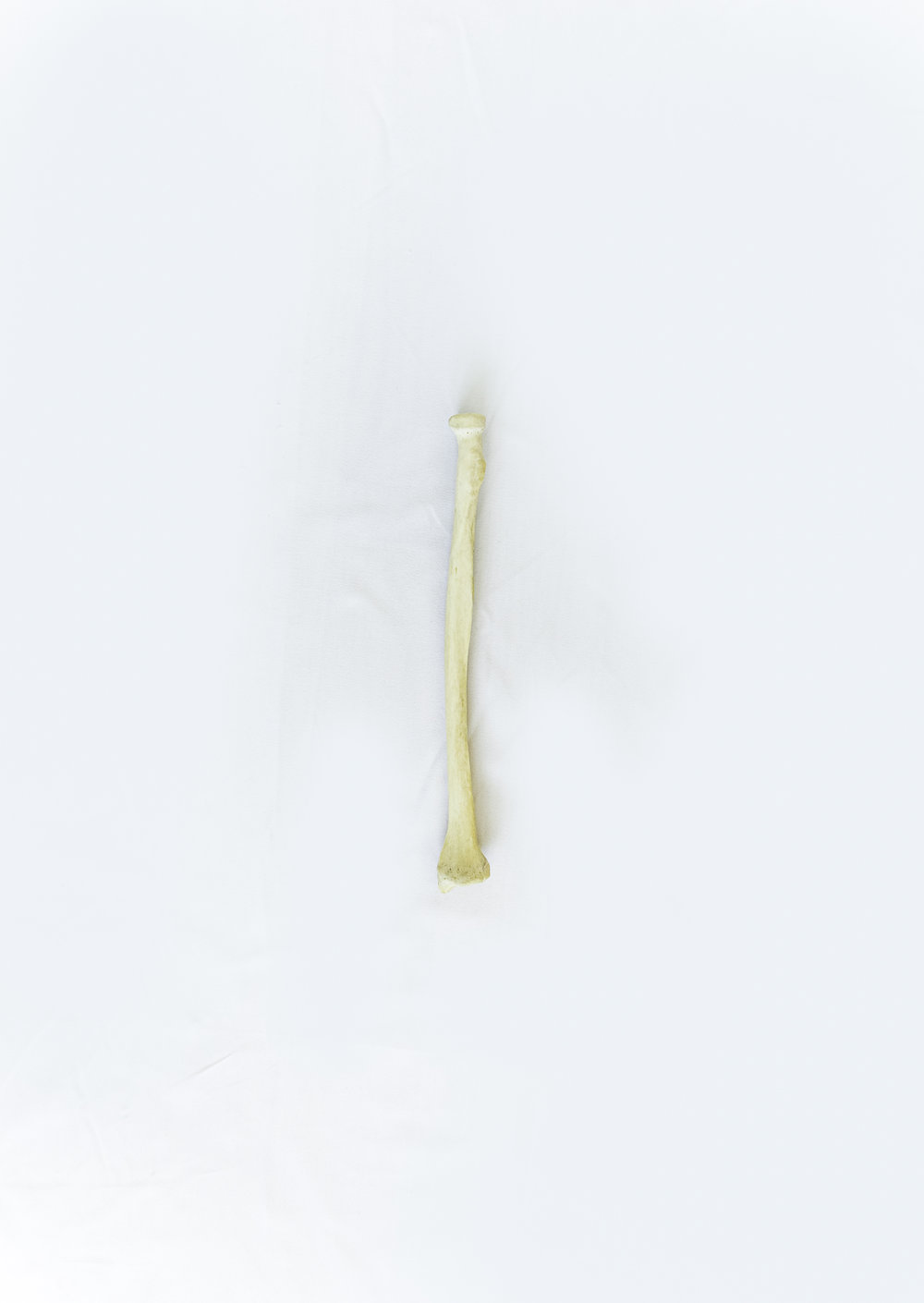 Radii With Light Patina | JonsBones: Responsibly Sourced Human Osteology