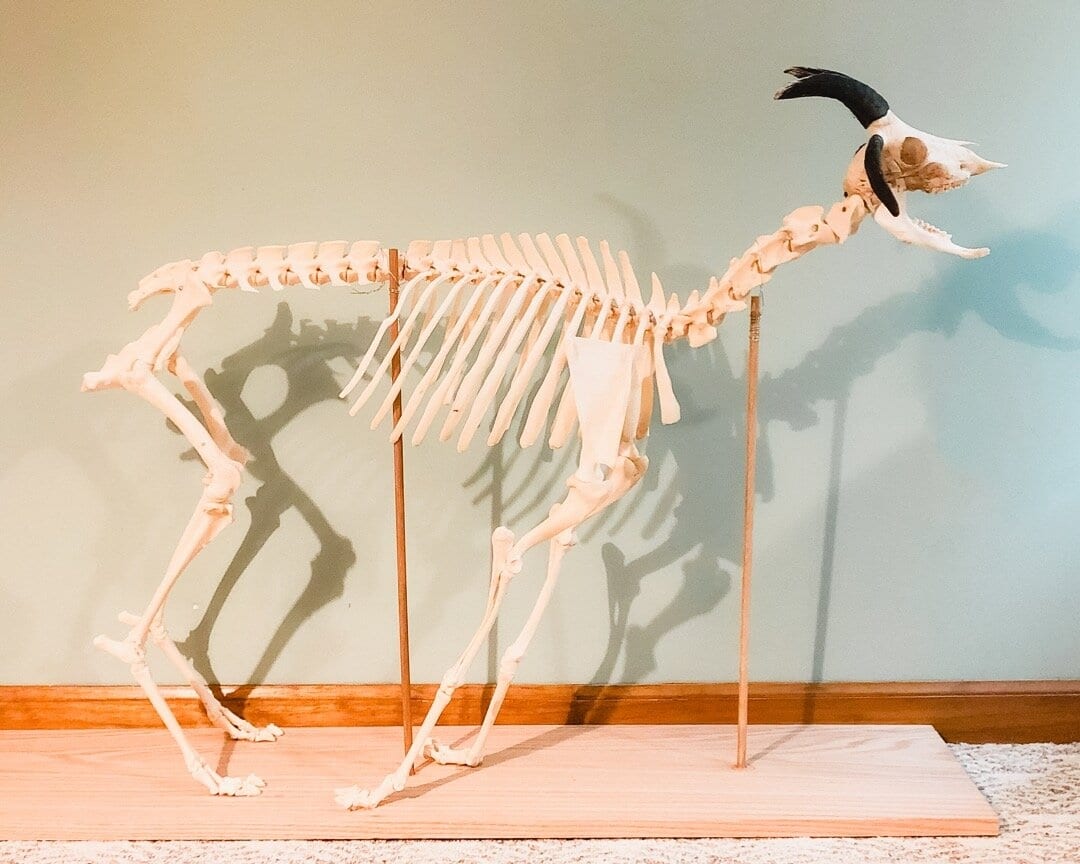 How Get Started With Your Bone Collection! | JonsBones: Osteology Education