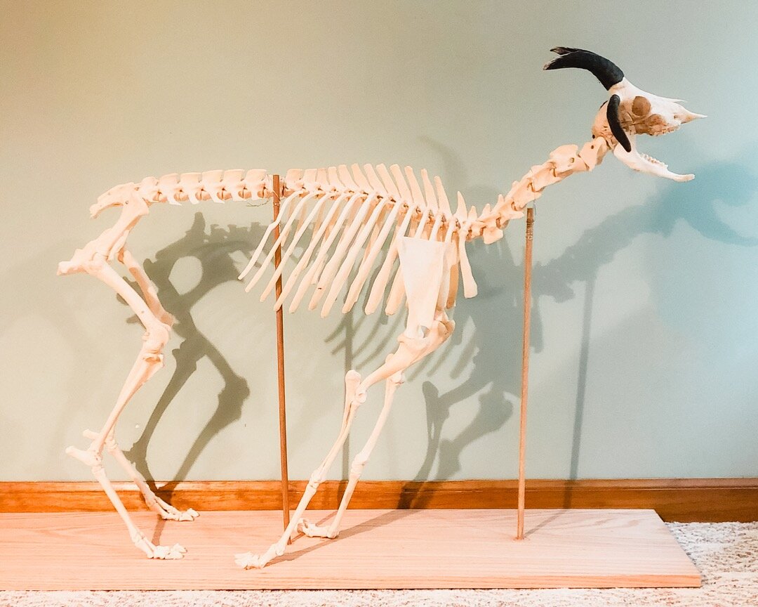 How Get Started With Your Bone Collection! | JonsBones: Osteology Education