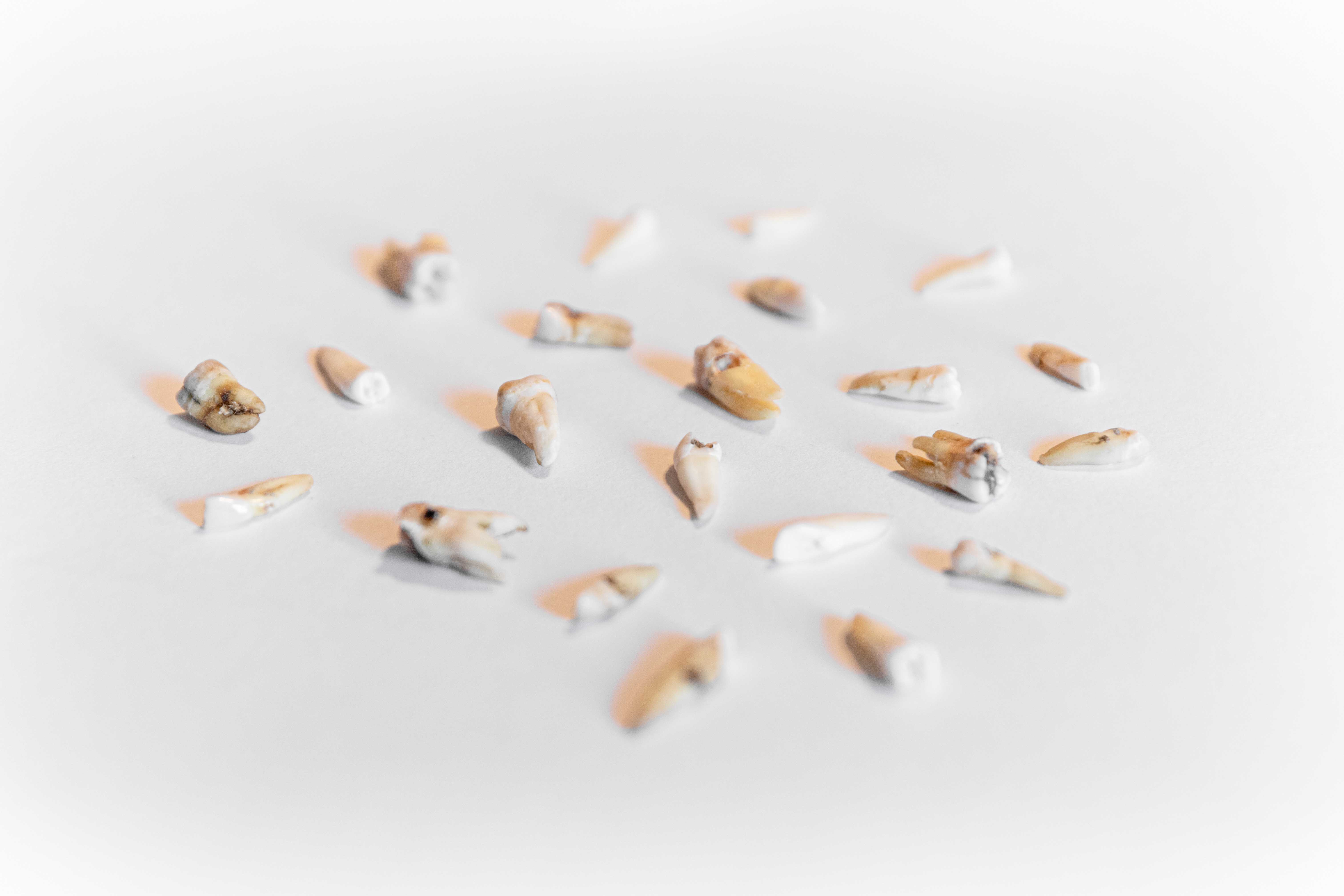 Teeth | JonsBones: Responsibly Sourced Human Osteology