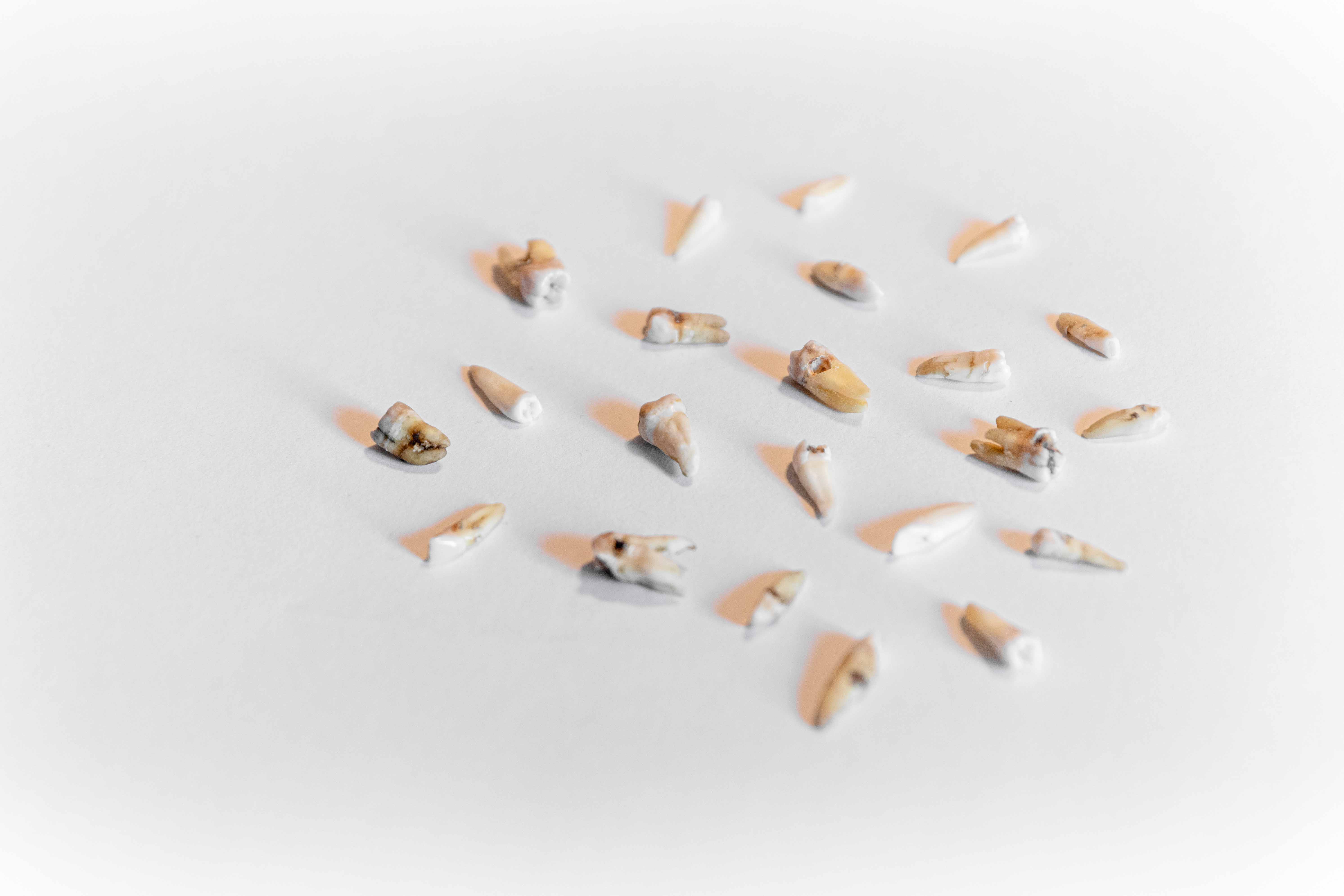 Teeth | JonsBones: Responsibly Sourced Human Osteology