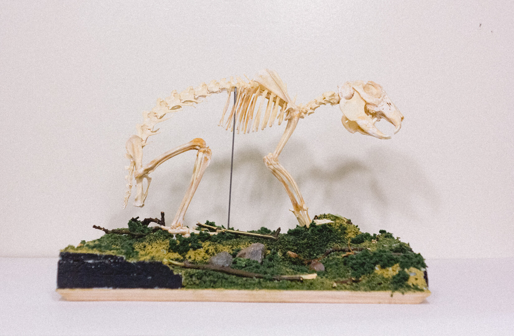 How Get Started With Your Bone Collection! | JonsBones: Osteology Education