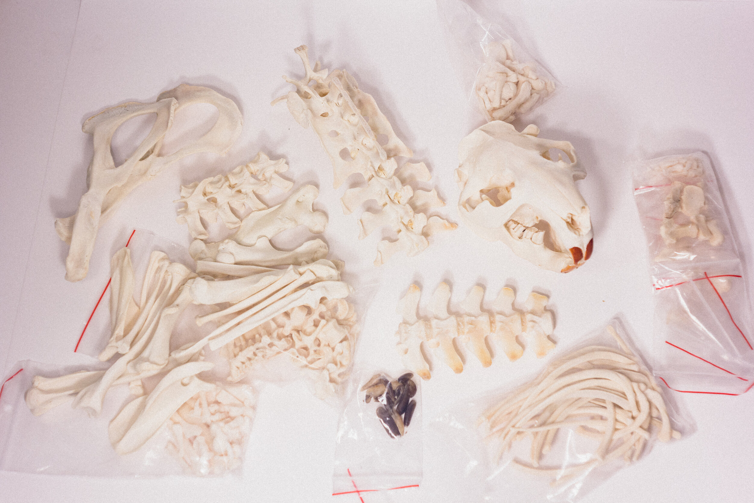 How Get Started With Your Bone Collection! | JonsBones: Osteology Education