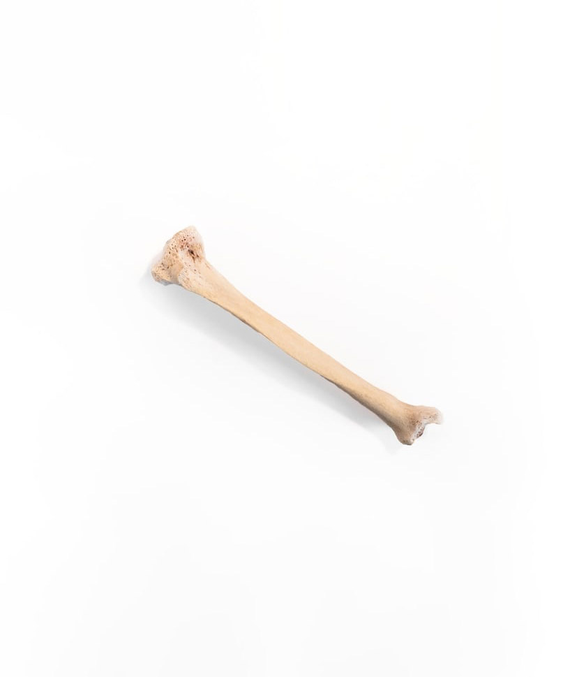 Tibiae With Light Patina | JonsBones: Responsibly Sourced Human Osteology