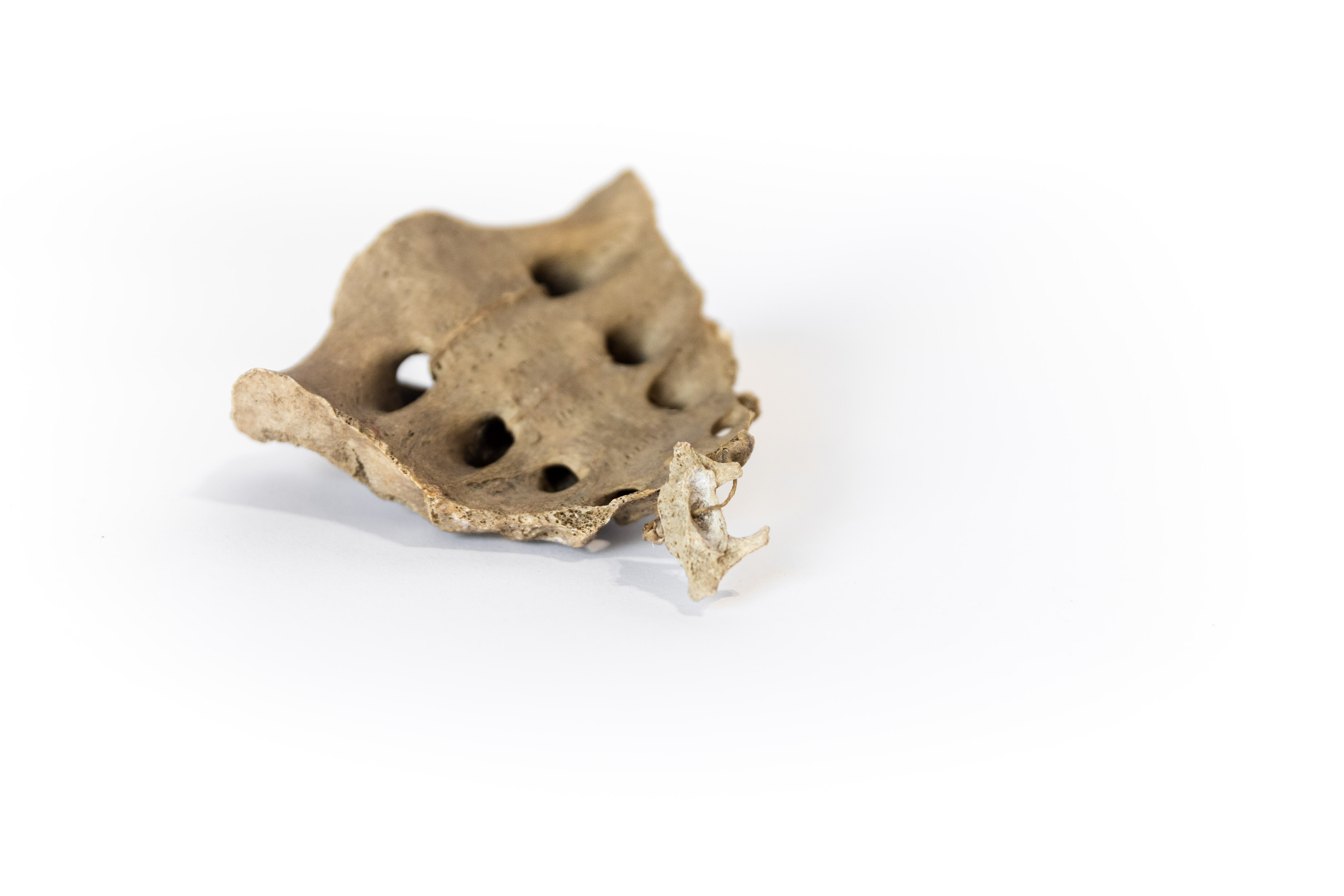 Sacra With Dark Patina | JonsBones: Responsibly Sourced Human Osteology