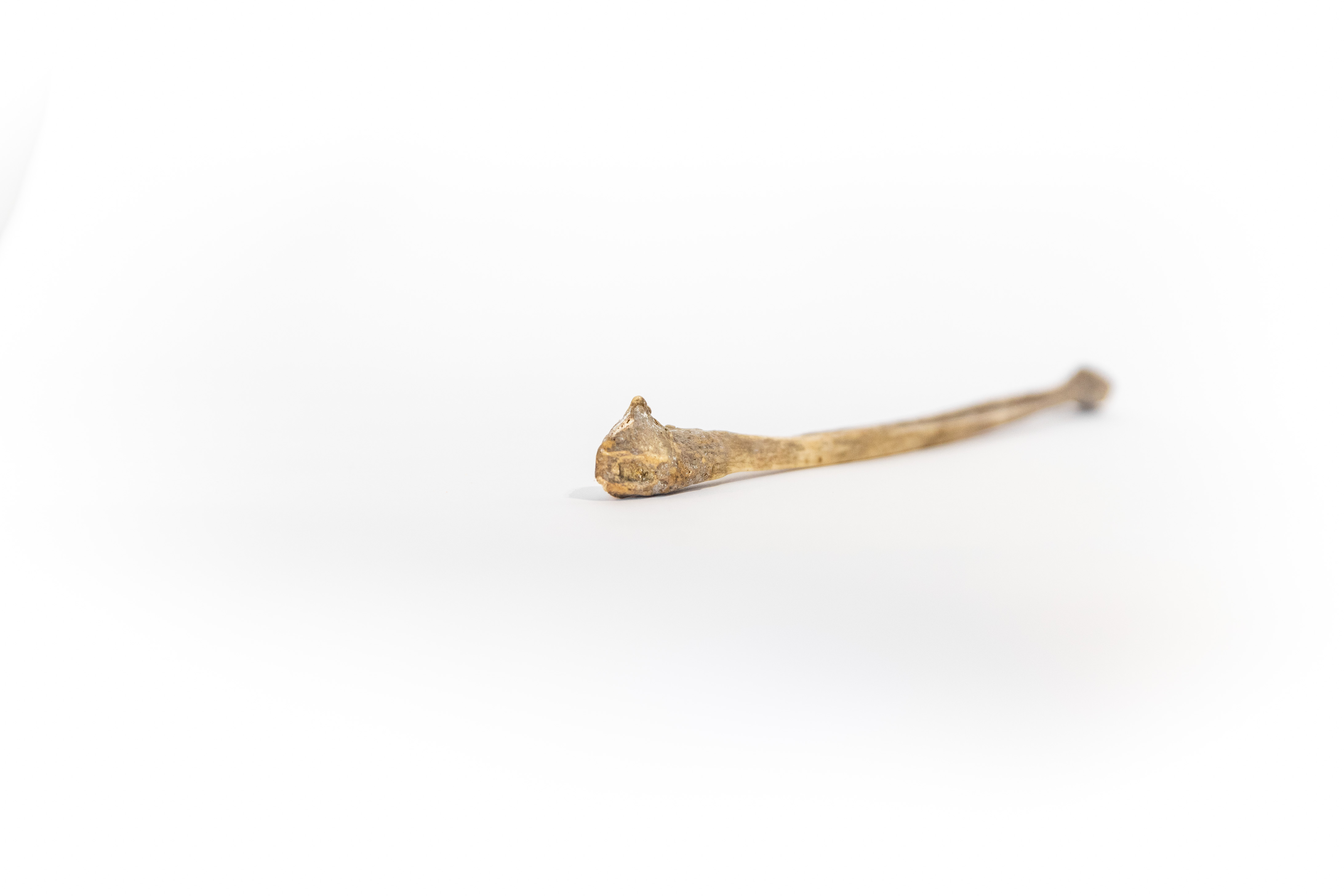 Fibulae With Dark Patina | JonsBones: Responsibly Sourced Human Osteology