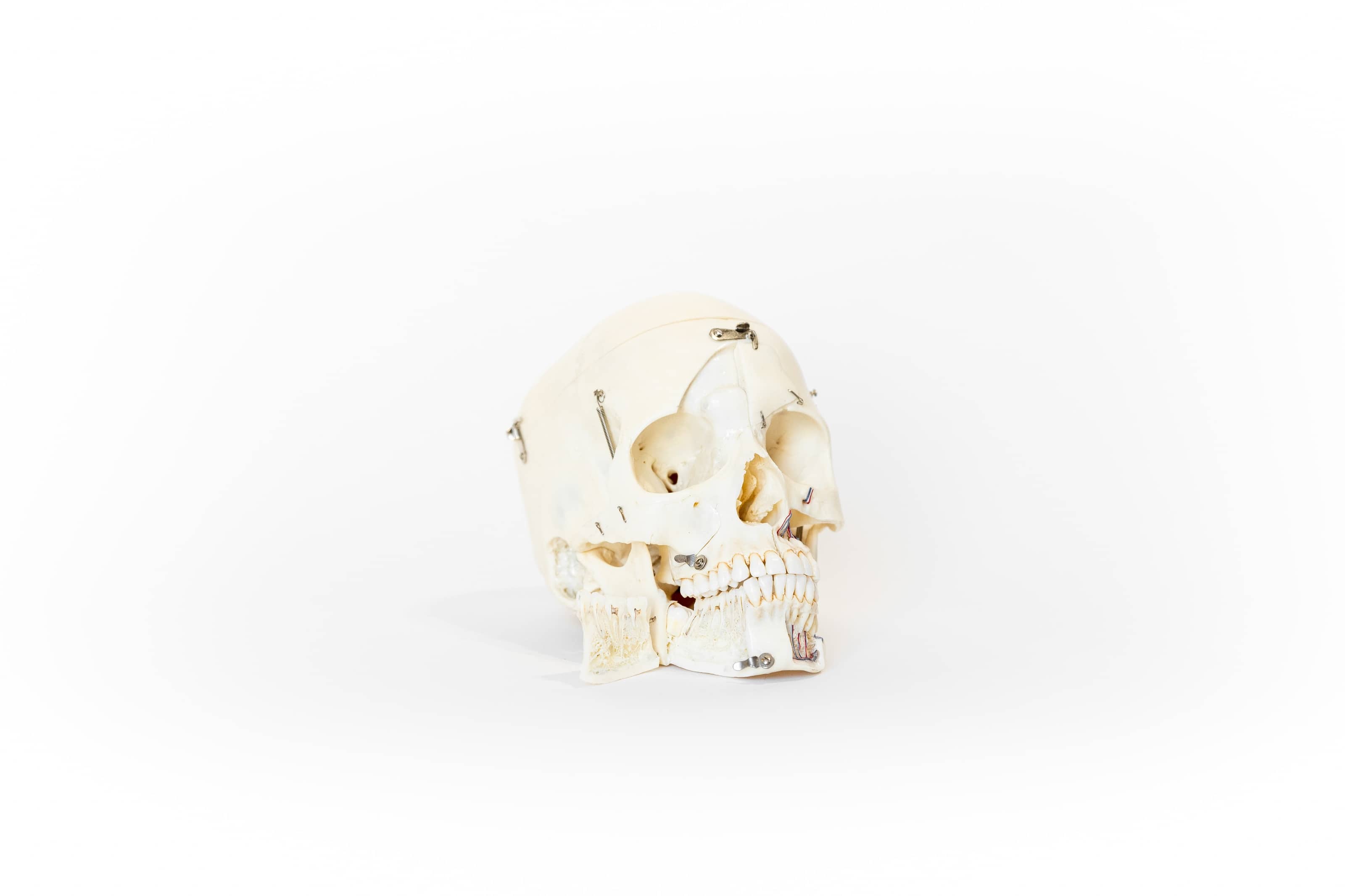 Demonstrative Skulls: The Teacher’s Tool | JonsBones: Osteology Education