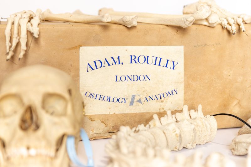 History Of The Bone Trade: Adam,Rouilly | JonsBones: Osteology Education
