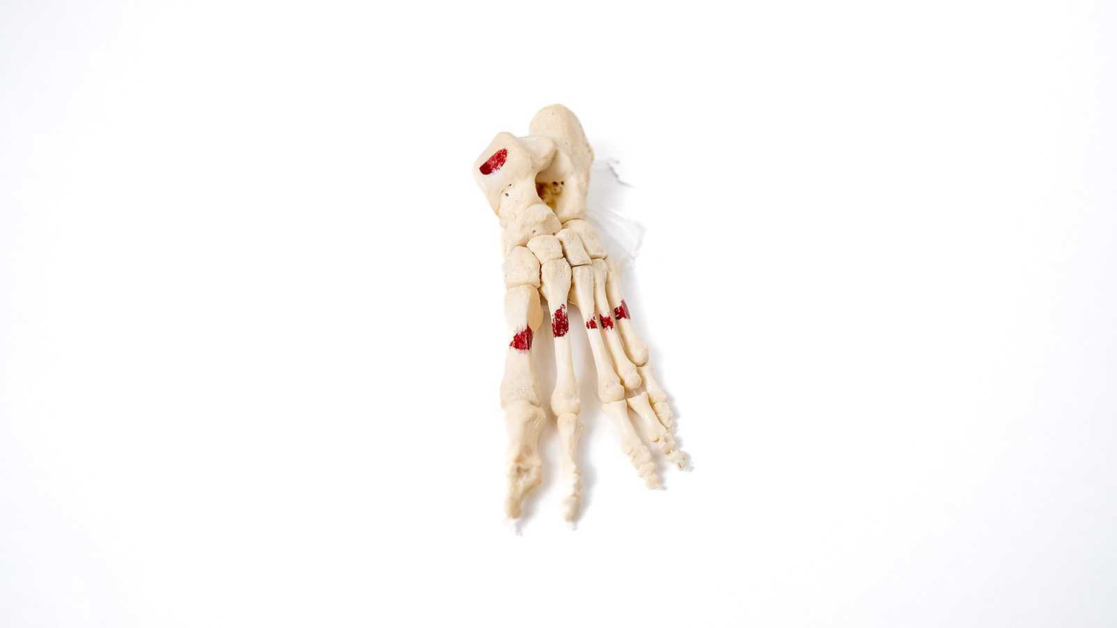 Articulated Foot (F-013) | JonsBones: Responsibly Sourced Human Osteology