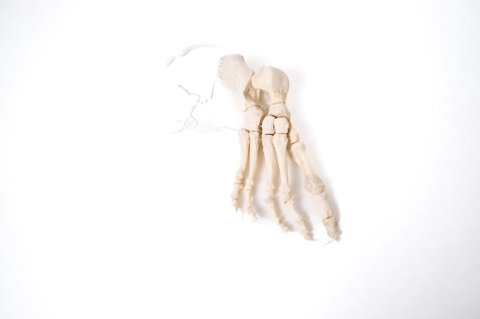 Articulated Foot (F-014) | JonsBones: Responsibly Sourced Human Osteology
