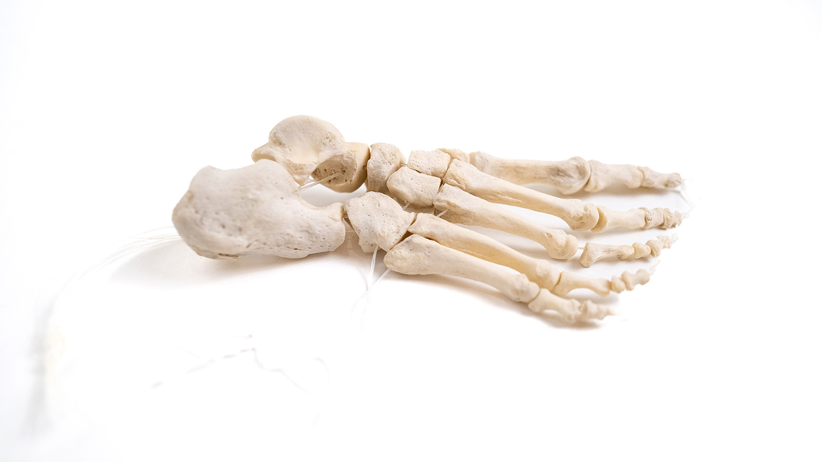 Articulated Foot (F-014) | JonsBones: Responsibly Sourced Human Osteology