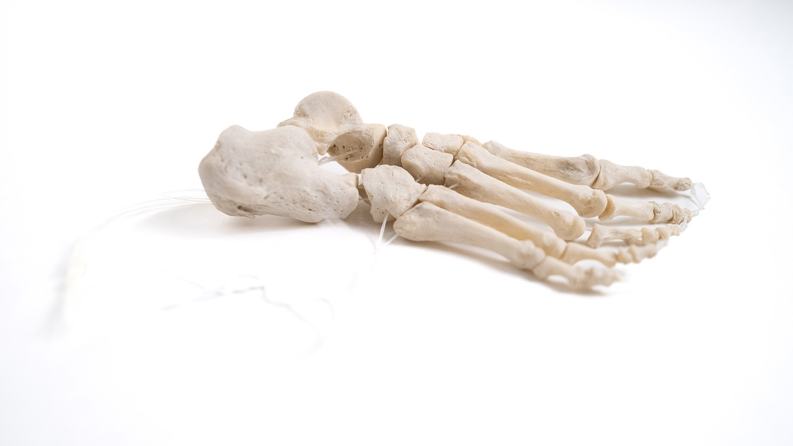 Articulated Foot (F-014) | JonsBones: Responsibly Sourced Human Osteology