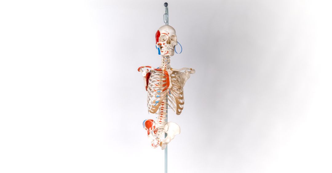 Explanatory Carolina Biological Supply Skeleton | JonsBones ...