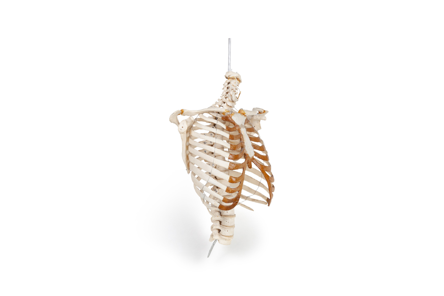 Articulated Torso (0510) | JonsBones: Responsibly Sourced Human Osteology