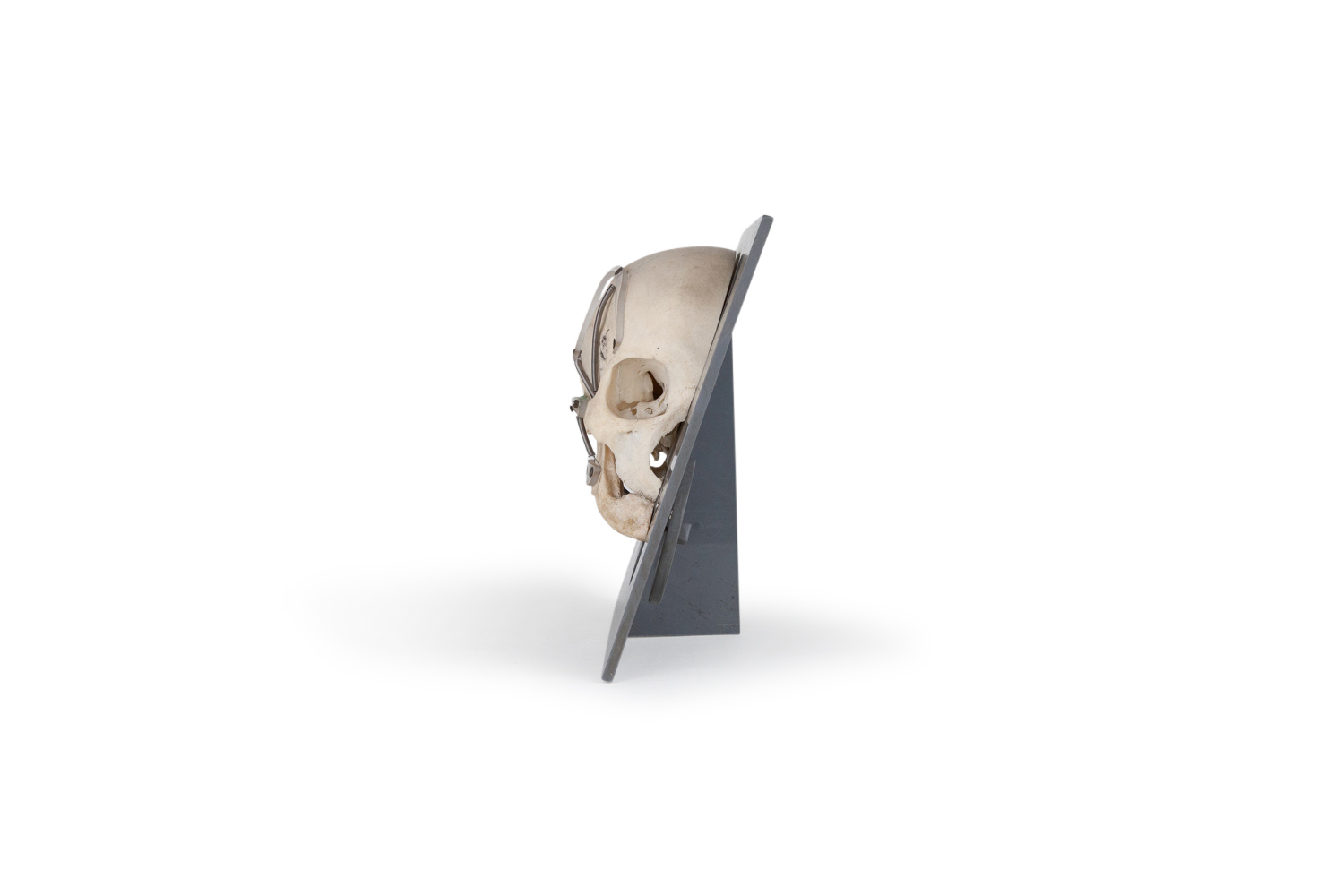 German Sagittal Cut Human Skull on Acrylic Base (0051) | JonsBones ...
