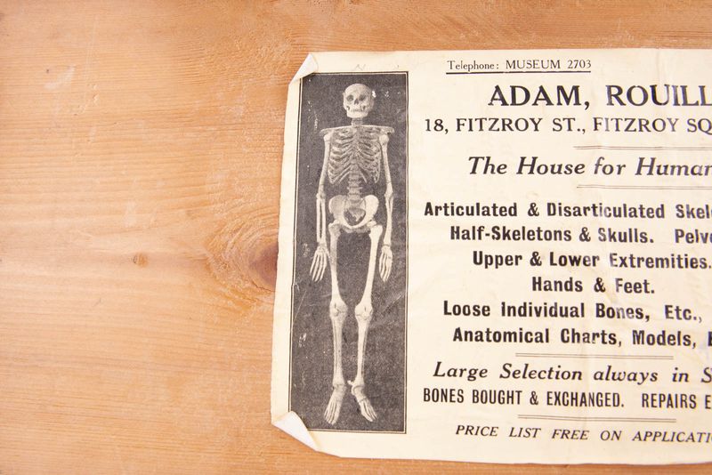 Adam, Rouilly Half-Skeleton Bone Box | JonsBones: Responsibly Sourced ...