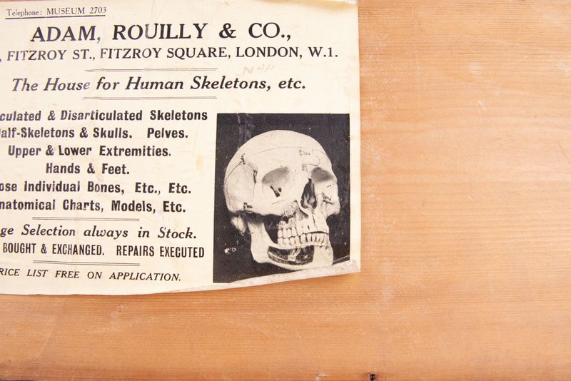 Adam, Rouilly Half-Skeleton Bone Box | JonsBones: Responsibly Sourced ...