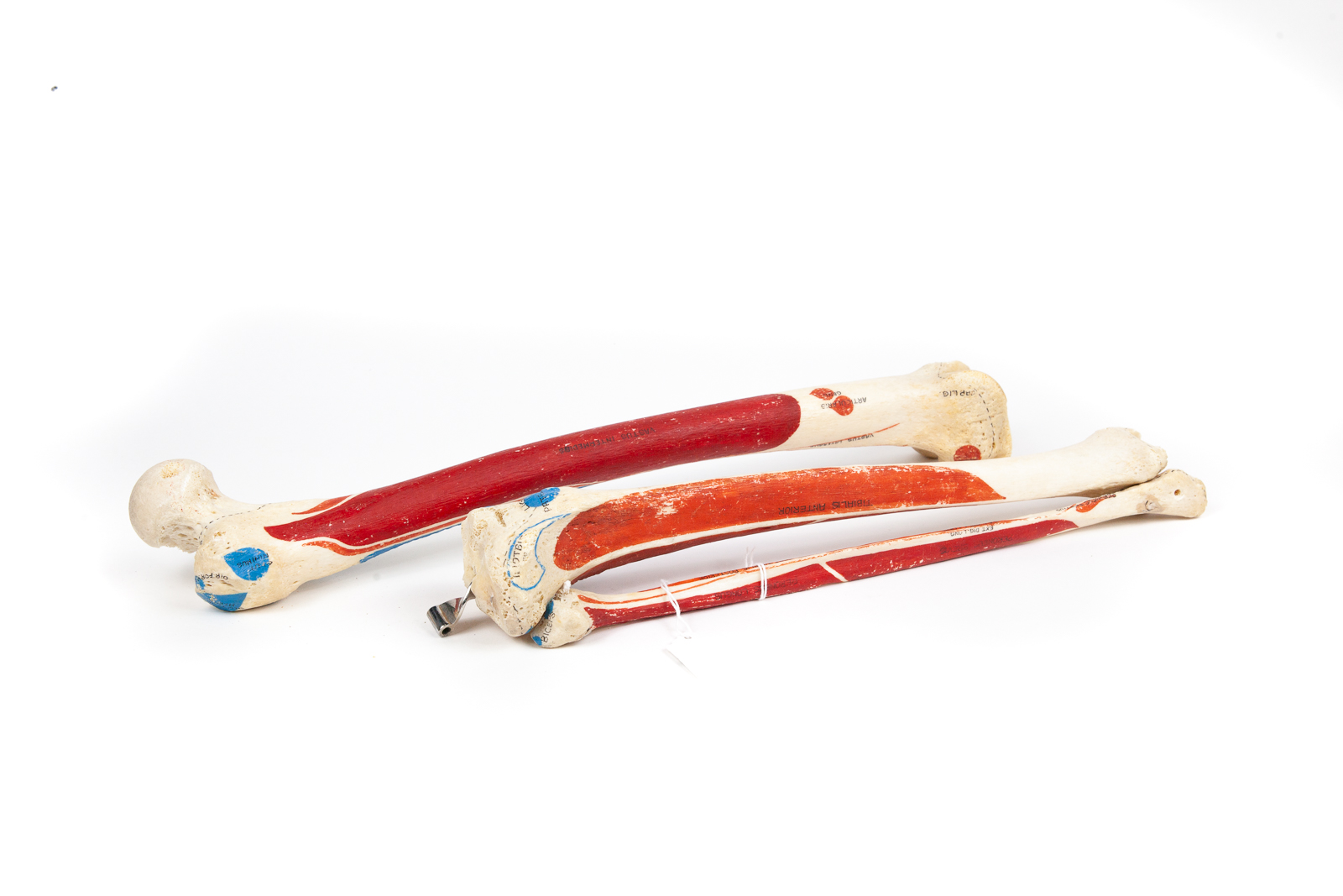 Femur Tibia & Fibula Articulation (004) | JonsBones: Responsibly ...