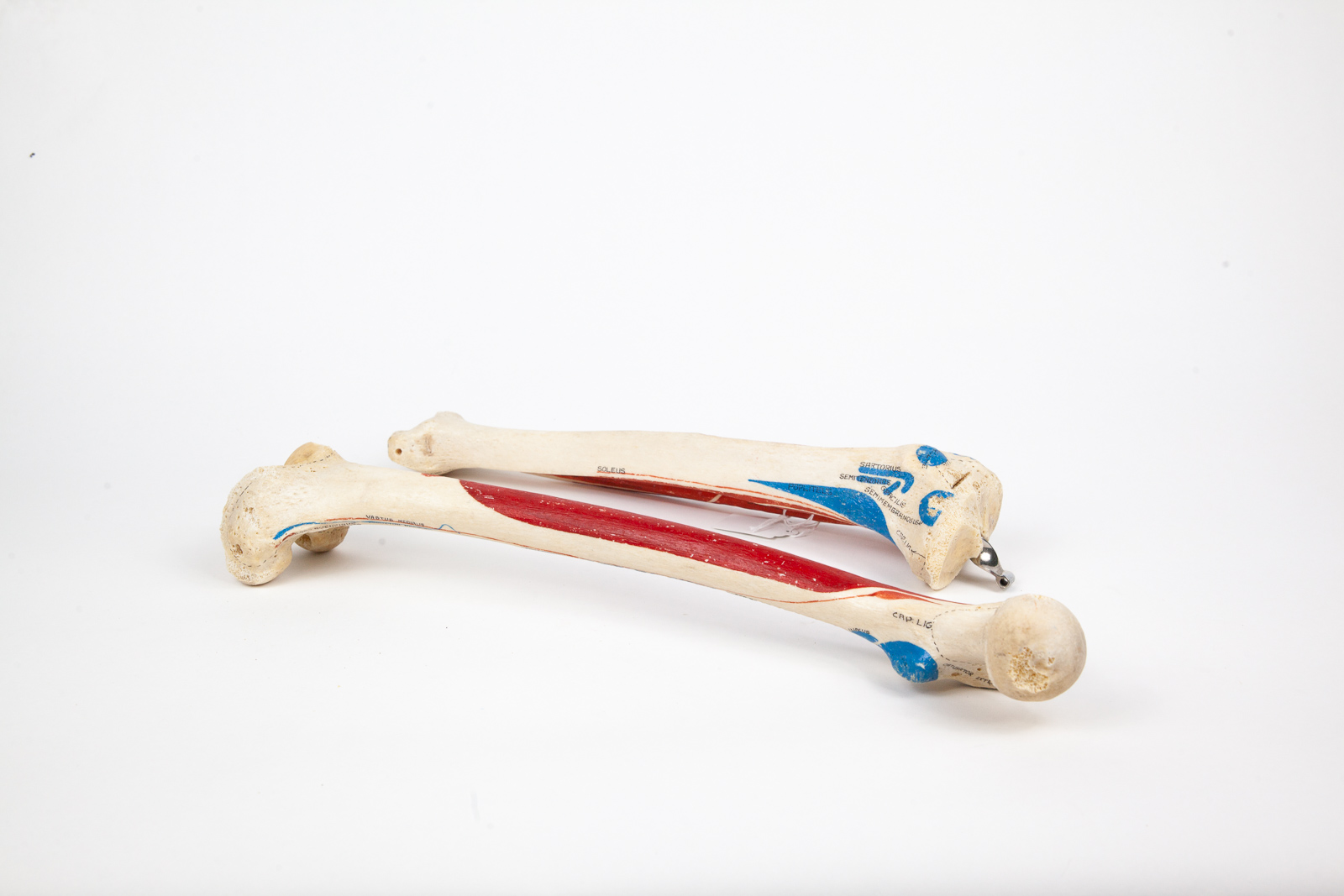 Femur Tibia & Fibula Articulation (004) | JonsBones: Responsibly ...