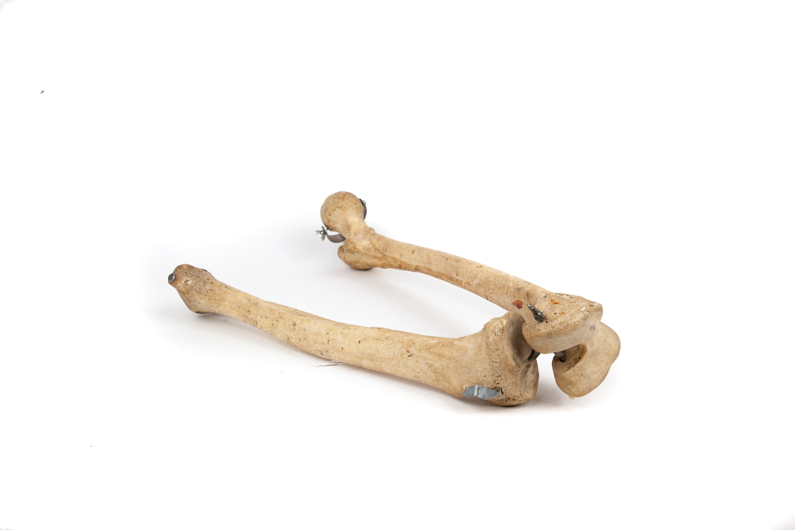 Femur Tibia & Fibula Articulation (005) | JonsBones: Responsibly ...