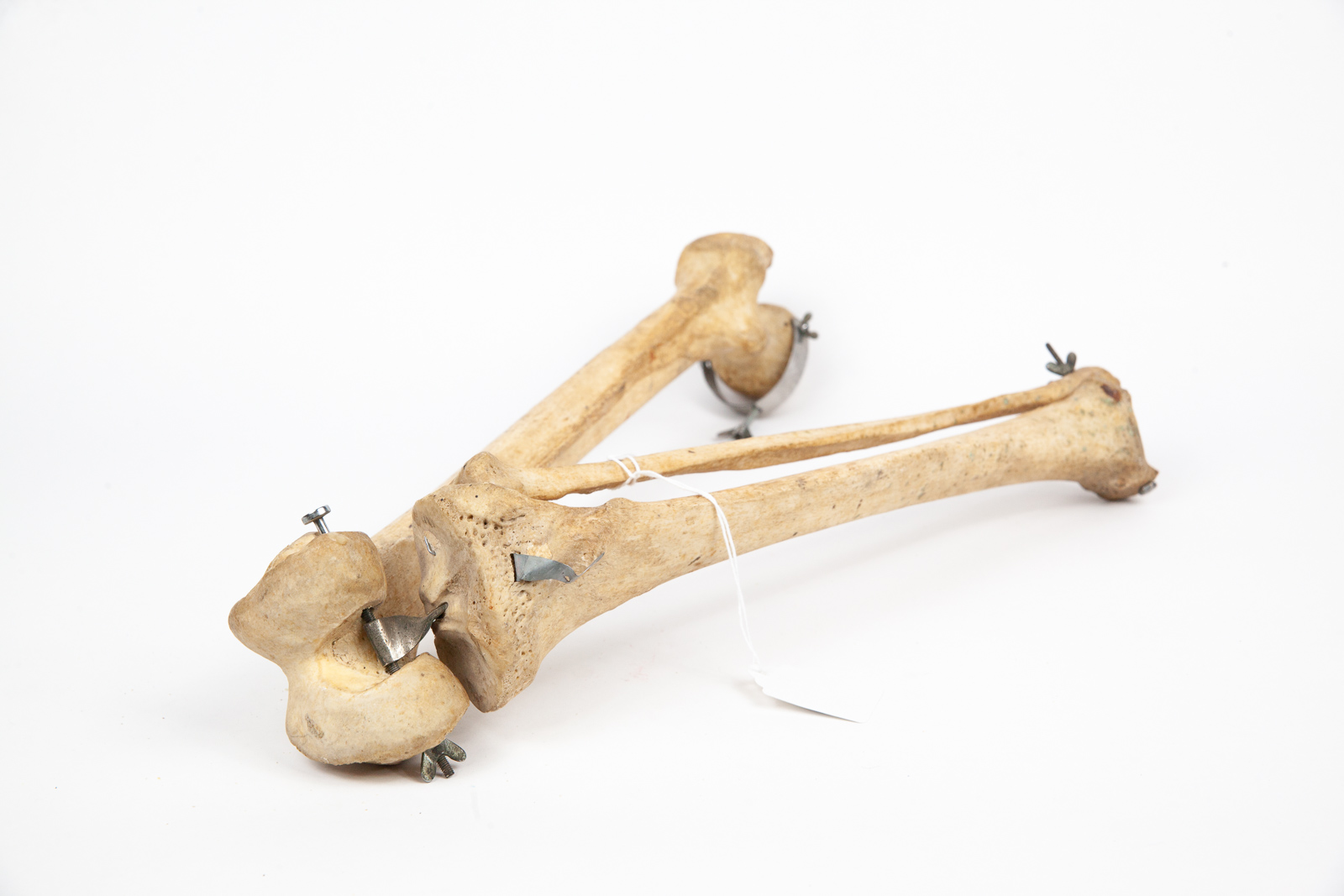 Femur Tibia & Fibula Articulation (005) | JonsBones: Responsibly ...