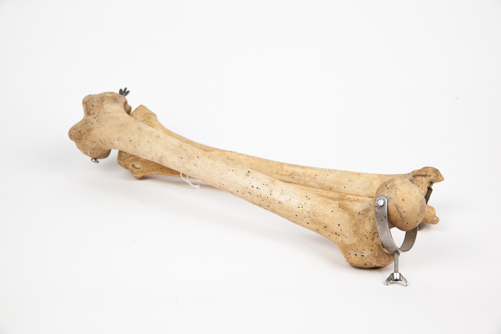 Femur Tibia & Fibula Articulation (005) | JonsBones: Responsibly ...
