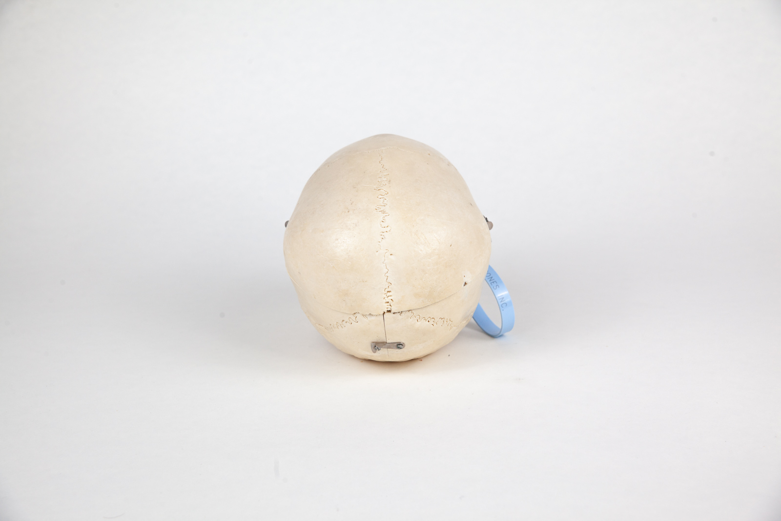 Adolescent Skull (0223) | JonsBones: Responsibly Sourced Human Osteology