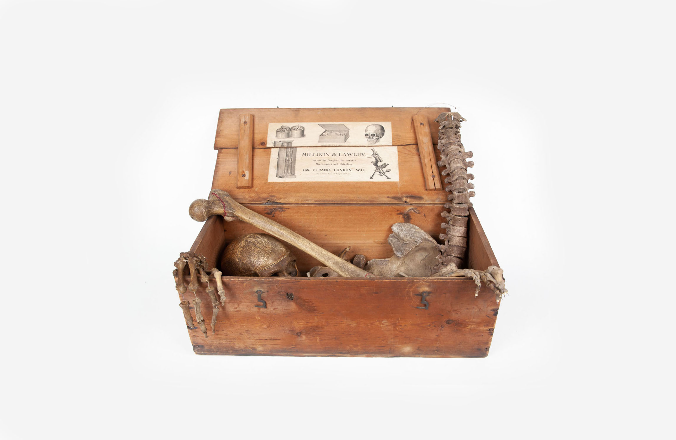 Millikin & Lawley Half Skeleton Bone Box | JonsBones: Responsibly ...