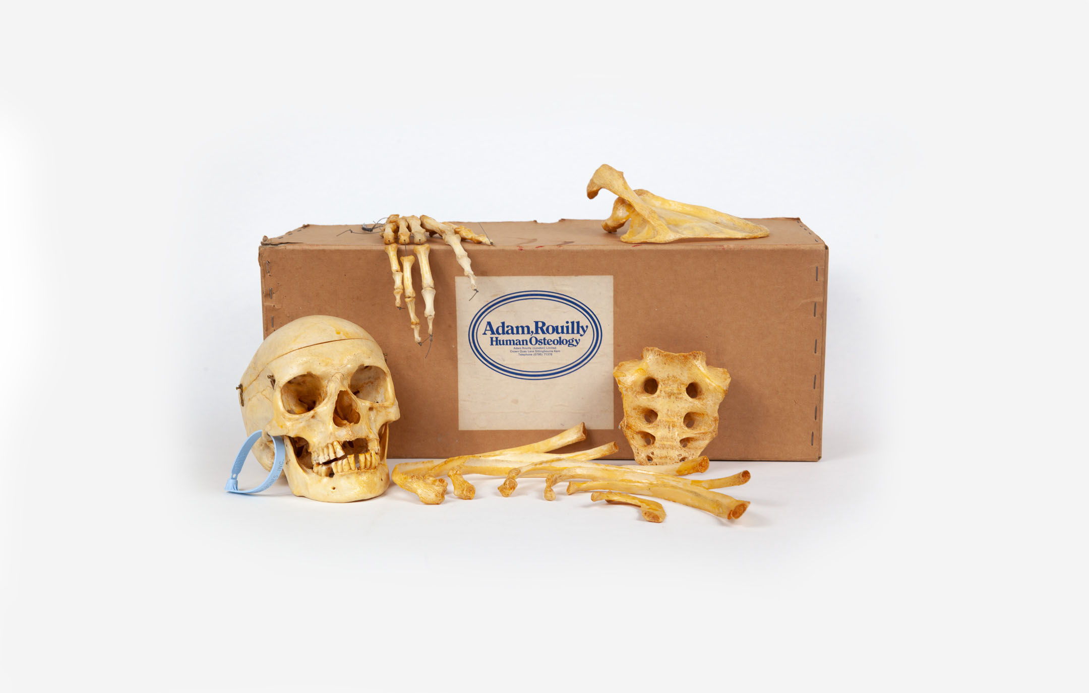 Adam, Rouilly Half-Skeleton Bone Box | JonsBones: Responsibly Sourced ...