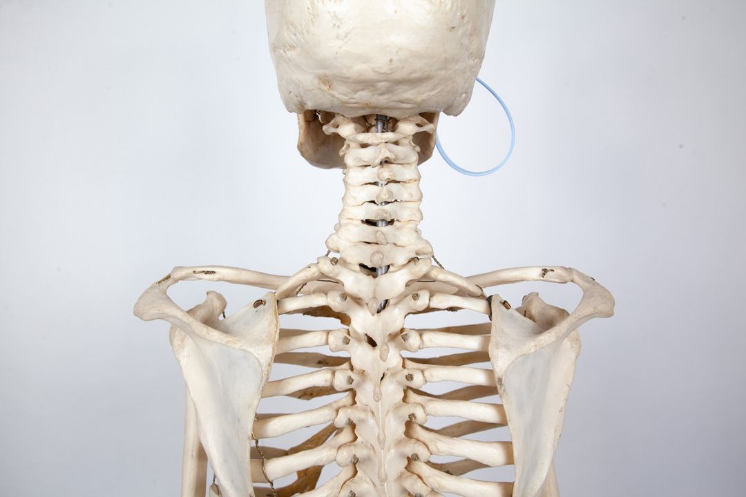 Adam, Rouilly Articulated Skeleton (917) | JonsBones: Responsibly ...