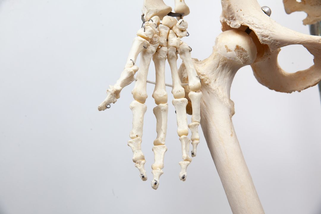 Articulated Human Skeleton (920) | JonsBones: Responsibly Sourced Human ...