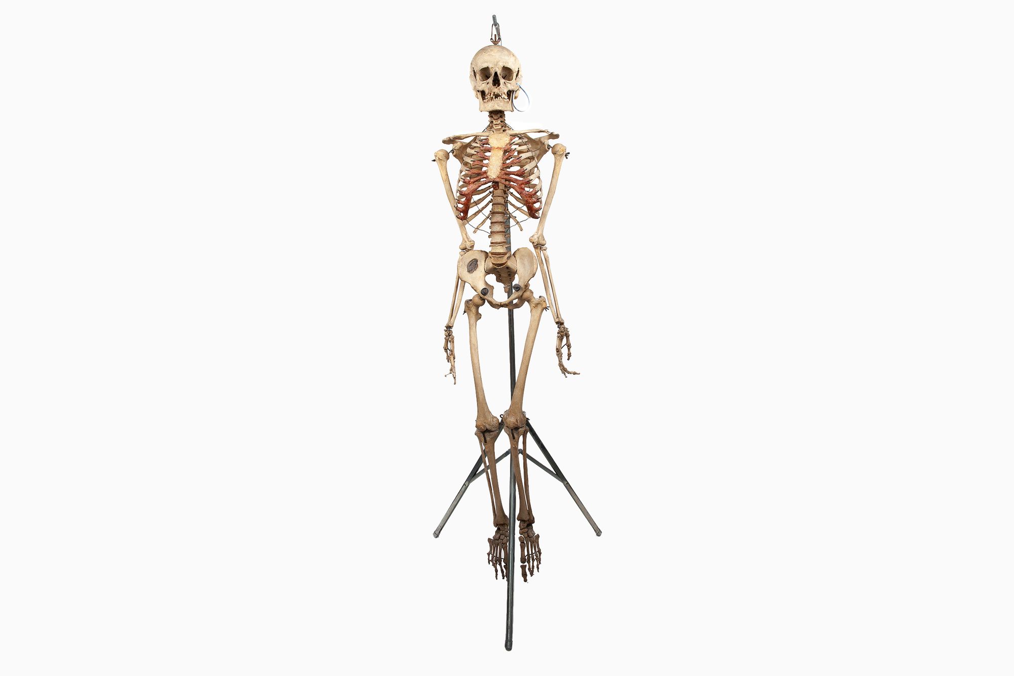 Antique Adam, Rouilly Articulated Skeleton (0923) | JonsBones ...