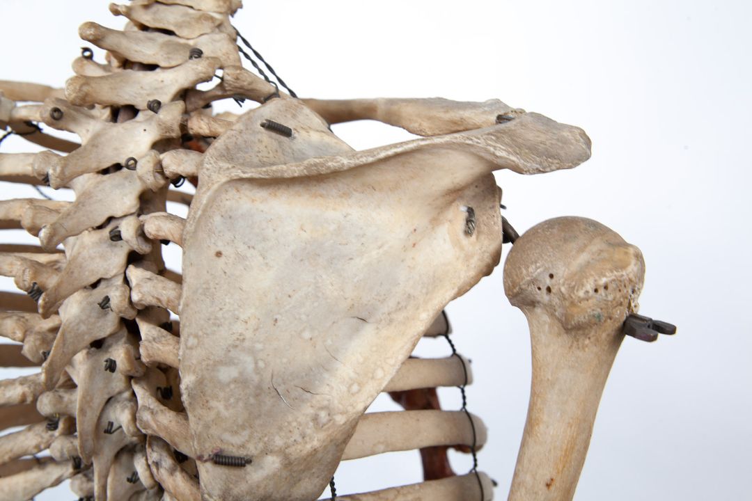 Antique Adam, Rouilly Articulated Skeleton (0923) | JonsBones ...