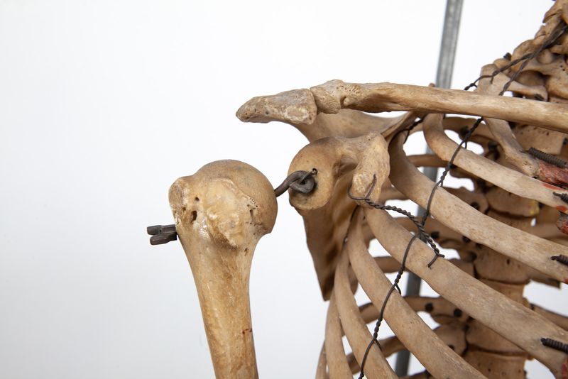 Antique Adam, Rouilly Articulated Skeleton (0923) | JonsBones ...