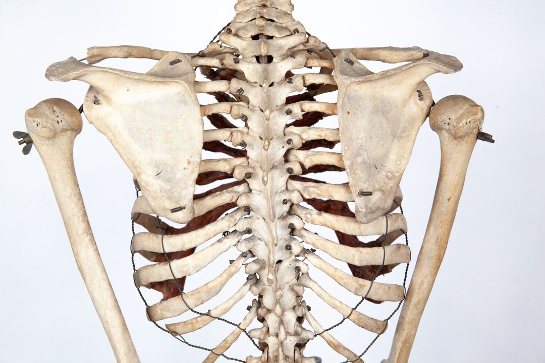 Antique Adam, Rouilly Articulated Skeleton (0923) | JonsBones ...